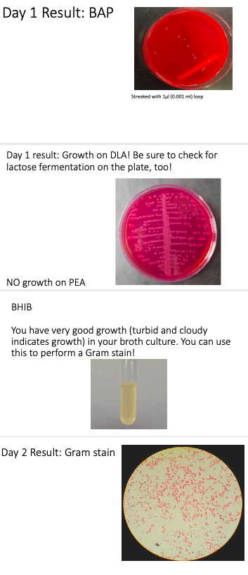 Solved DAY 1 how the DLA and PEA plates were inoculated? How | Chegg.com