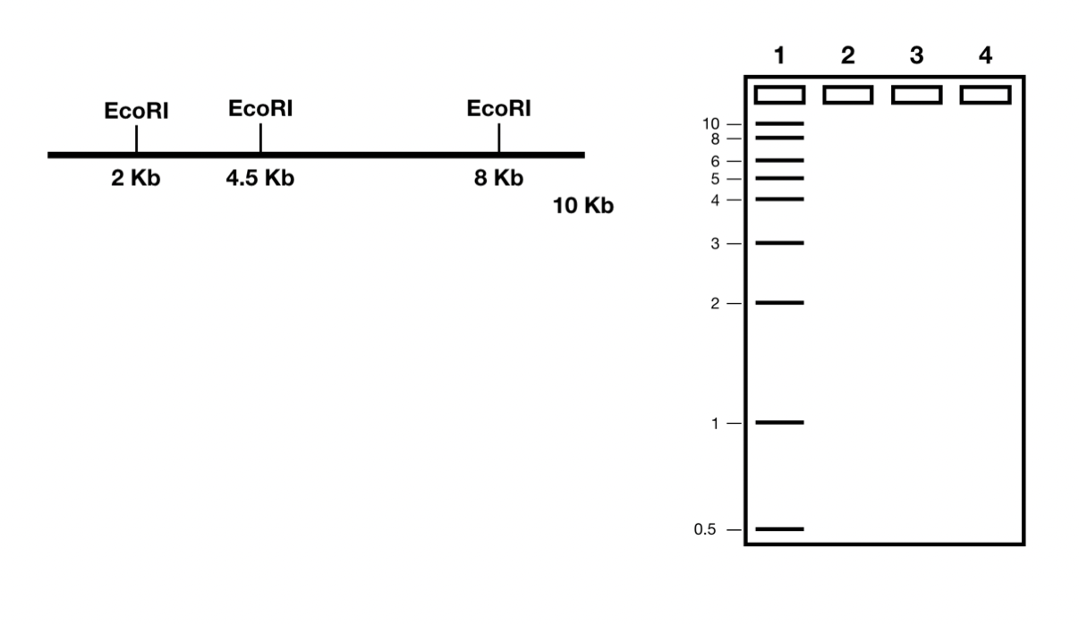 Solved In lane 2, draw the pattern of bands that you would | Chegg.com