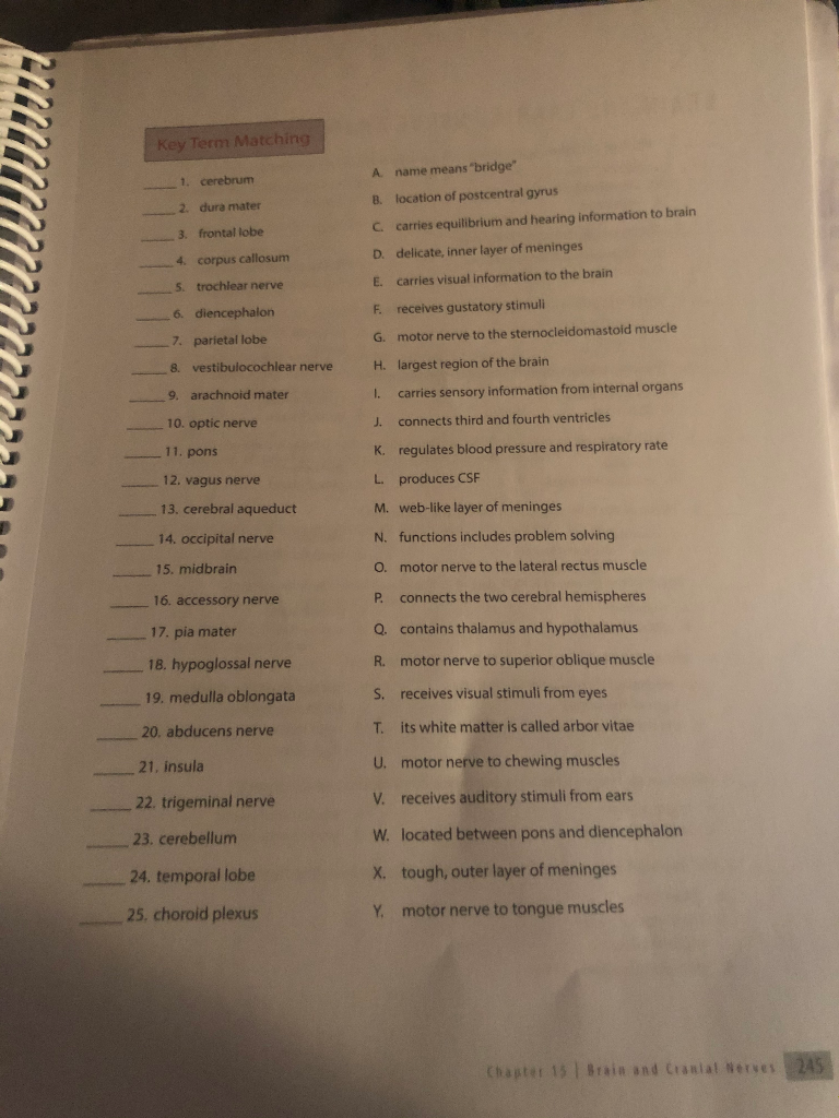 Solved Key Term Matching 1. cerebrum ccccccc 2. dura mater | Chegg.com