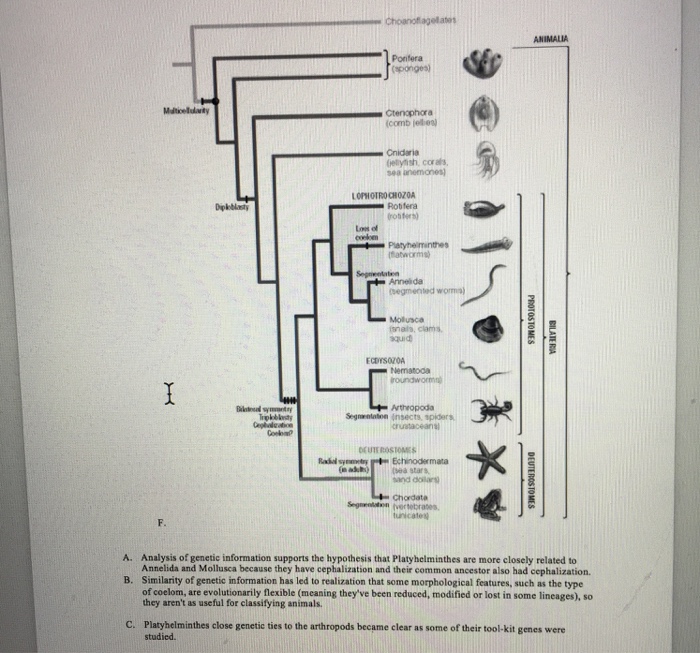 Solved a. Homologous b. Homoplastic c. Polyphyletic 3. | Chegg.com