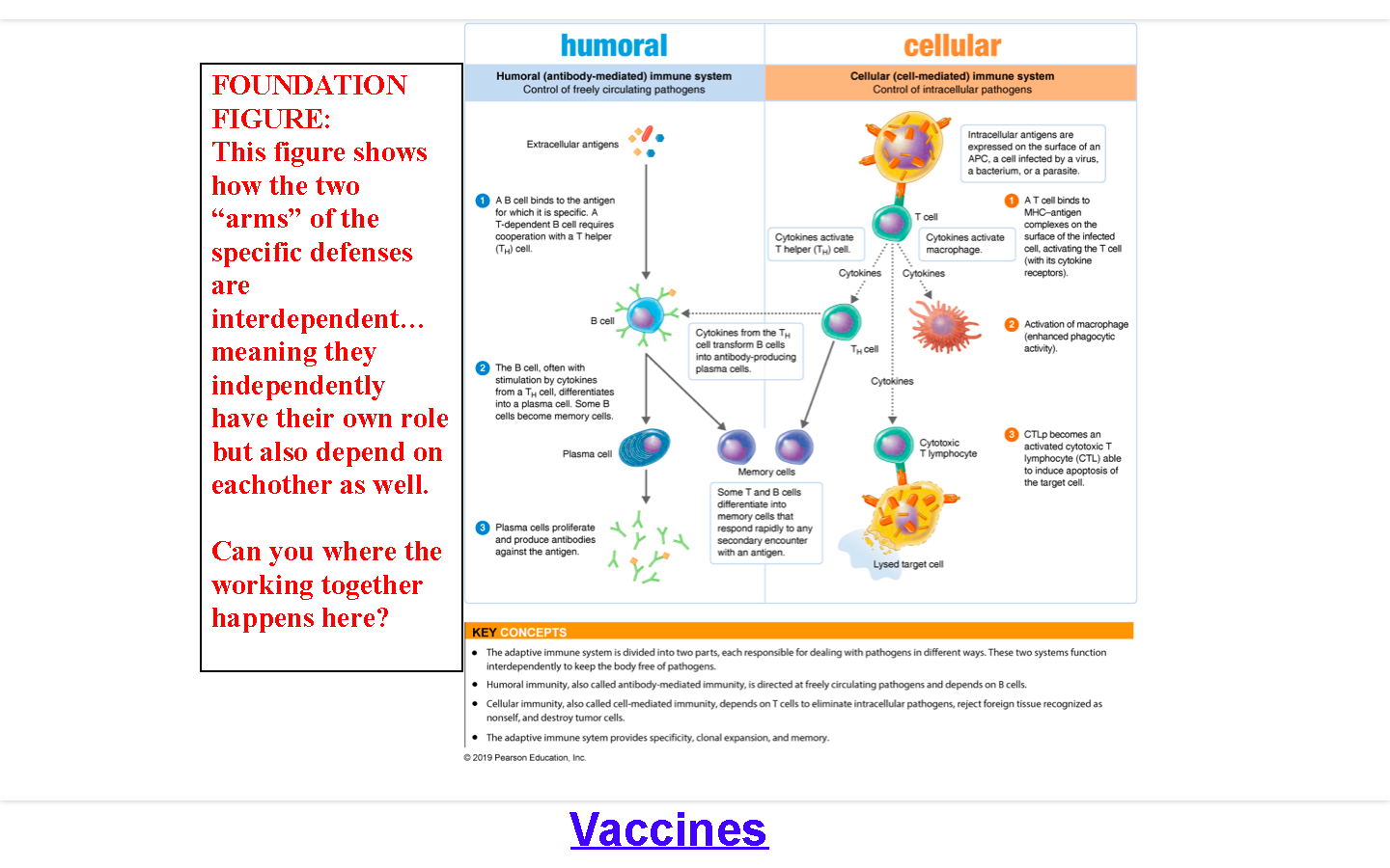 Solved It is known that the cellular and humoral components | Chegg.com
