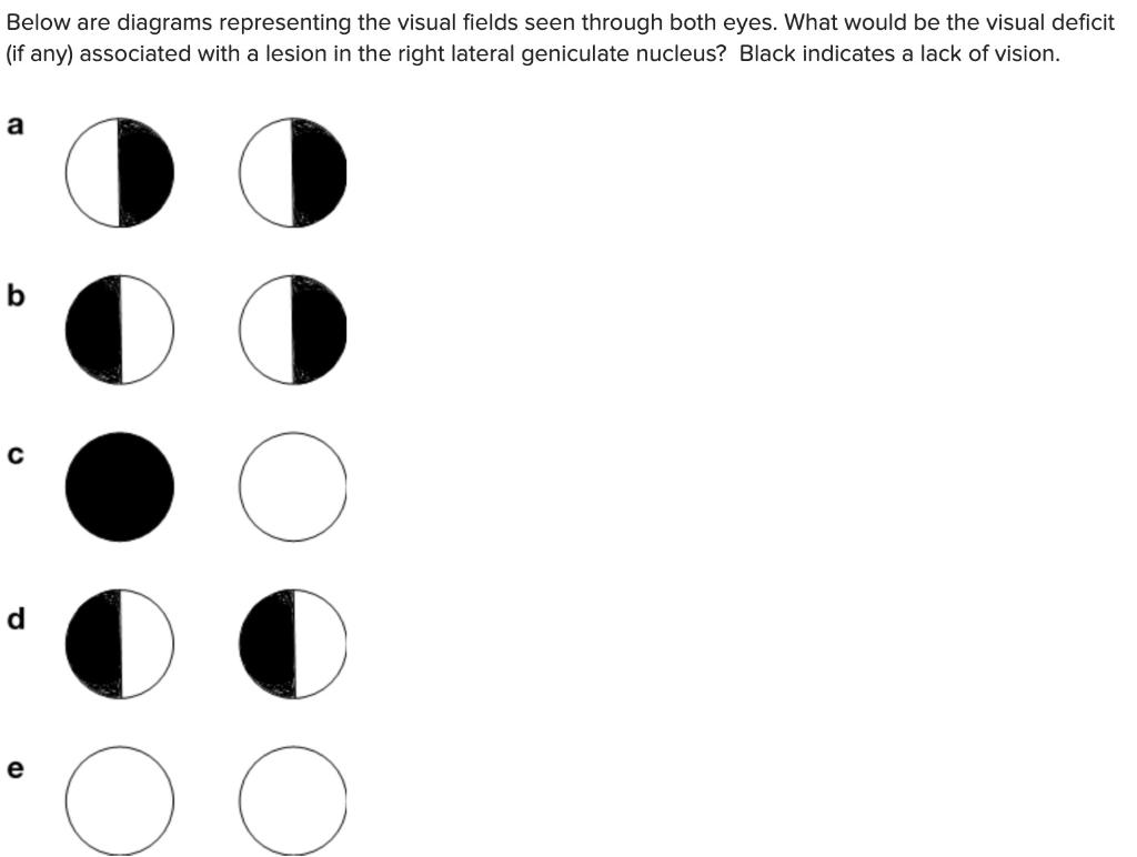 Lateral Geniculate Visual Field