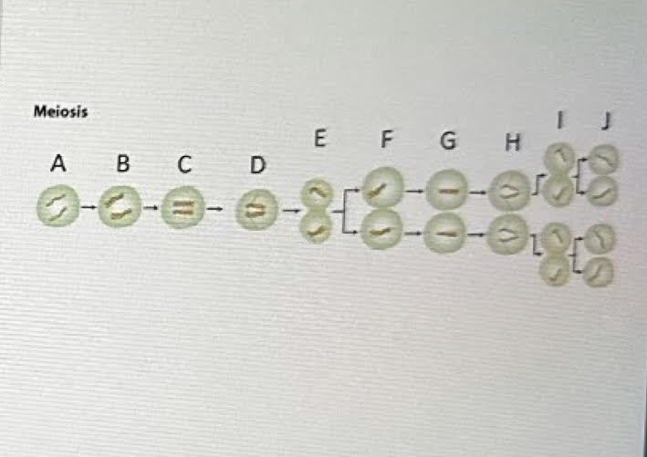 Solved Please write the answer clearly. Thank youFOR BOTH | Chegg.com