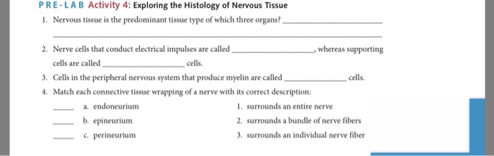 Solved PRE-LAB Activity 4: Exploring the Histology of | Chegg.com