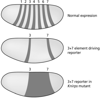 Solved The diagram shows the expression pattern of the | Chegg.com