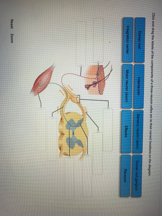 Solved Place the components of the reflex arc in the correct | Chegg.com