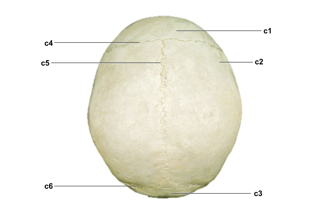 Solved Table1: Bones and Sutures of the Skull for | Chegg.com