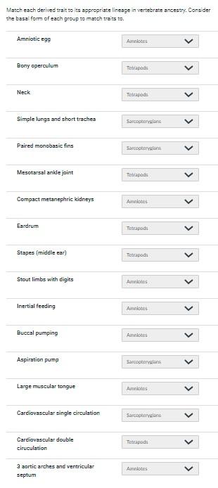 Solved Match each derived trait to its appropriate lineage | Chegg.com