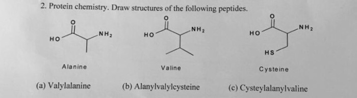 Solved Protein chemistry. Draw structures of the following | Chegg.com