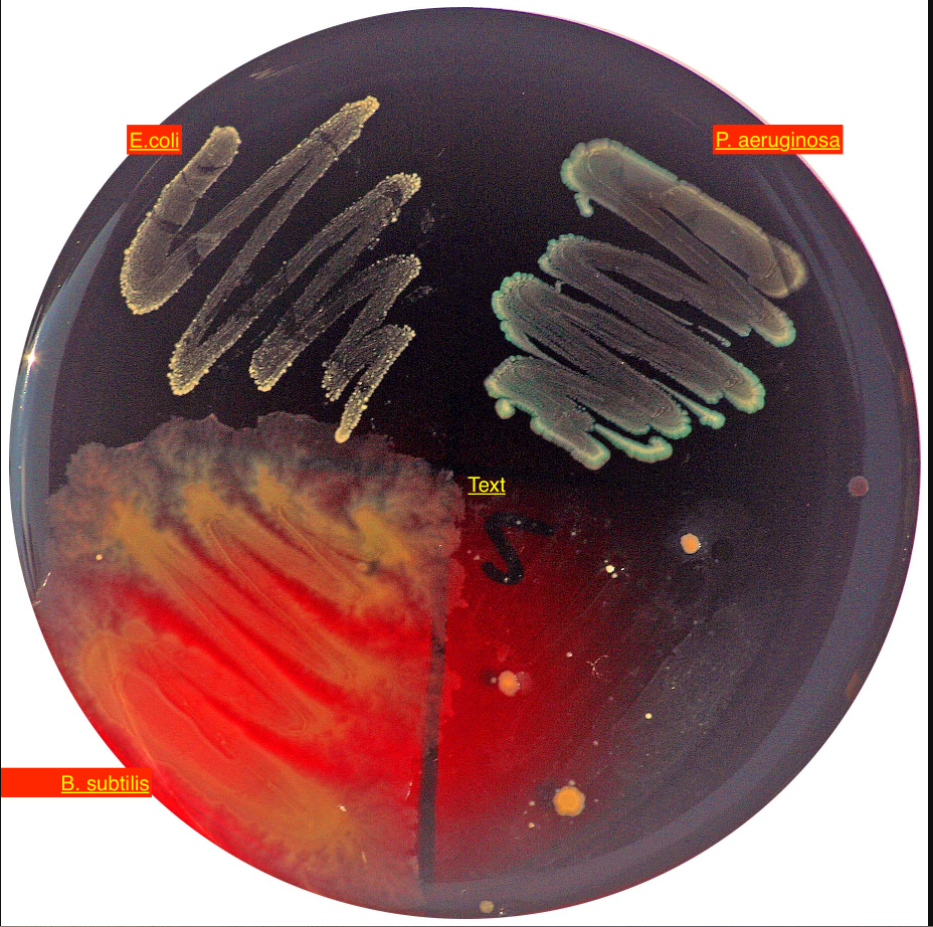 Solved Special Media - Data Gram NA growth NA agar colors | Chegg.com