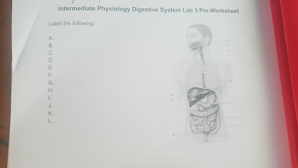 Solved Intermediate Physiology Digestive System Lab 3 | Chegg.com