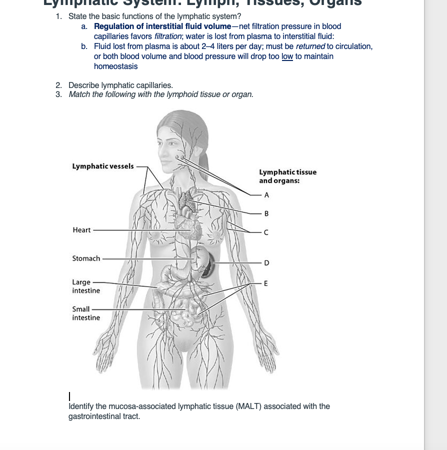 Solved трт, 1. State the basic functions of the lymphatic | Chegg.com