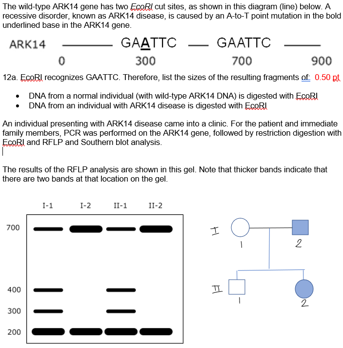 Solved The wild-type ARK14 gene has two EcoRI cut sites, as | Chegg.com