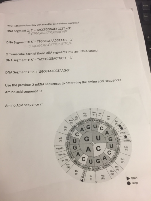 Solved What is the complimentary DNA strand for each of | Chegg.com