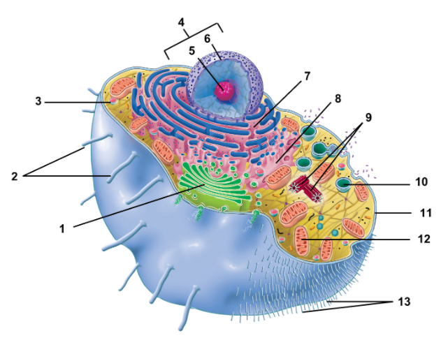 Solved Activity 1: Cellular Structure Complete the table by | Chegg.com