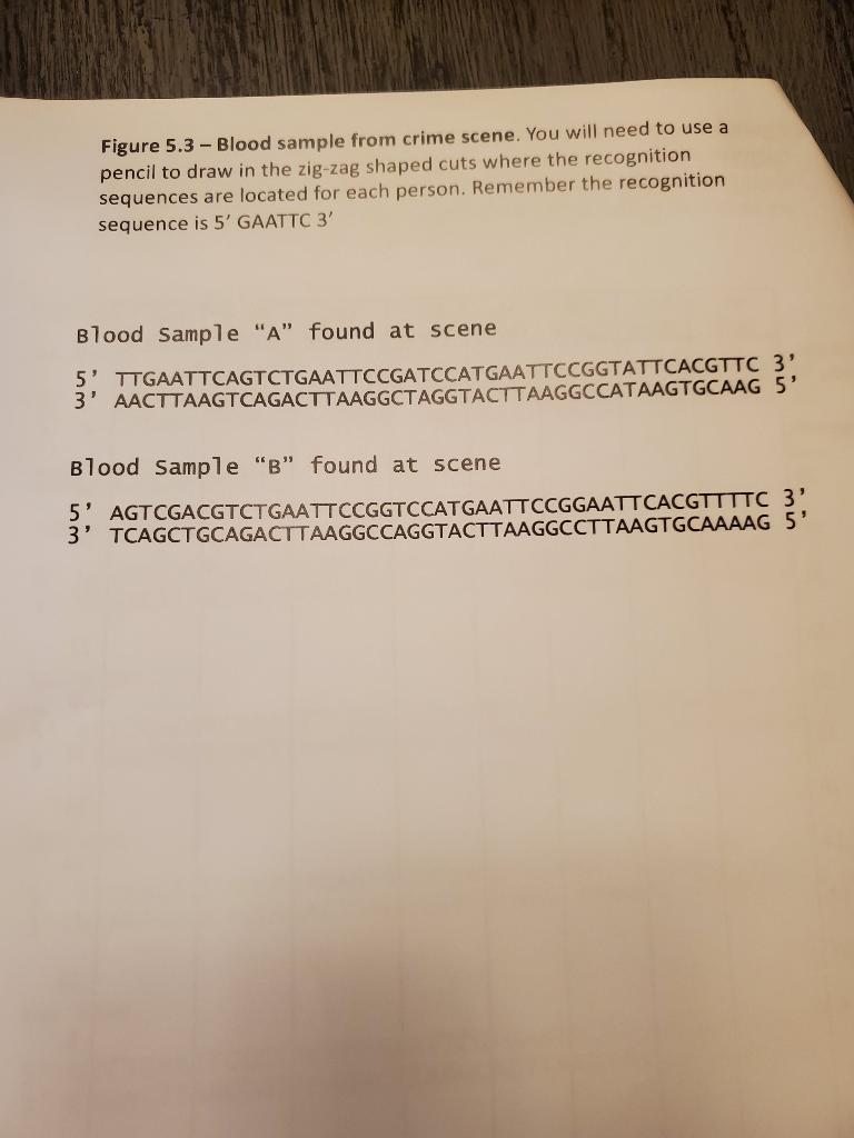 Solved Figure 5.1 - DNA of victim and suspects. You will | Chegg.com Solved Figure 5.1 - DNA of victim and suspects. You will | Chegg.com