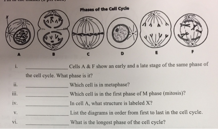 Cell Cycle Phases In Order
