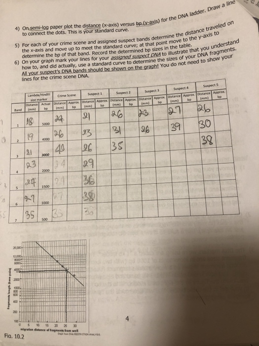 Solved biology lab report. please help me making a graph | Chegg.com