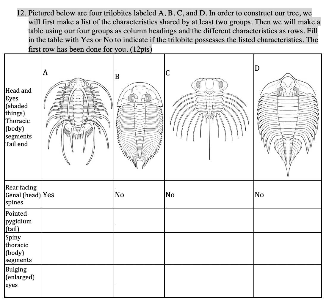 Solved 12. Pictured below are four trilobites labeled A, B, | Chegg.com