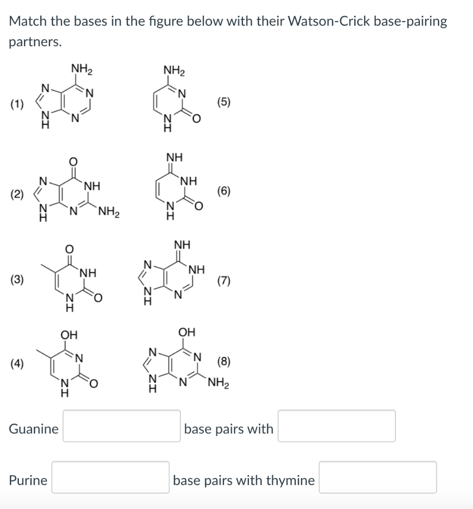Solved Match the bases in the figure below with their | Chegg.com