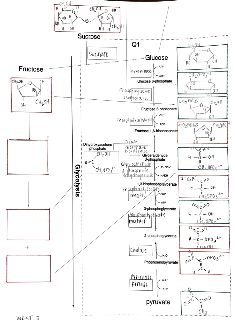 Fill In Boxes Labeled Q1 On Worksheets 7 And 8 With Chegg
