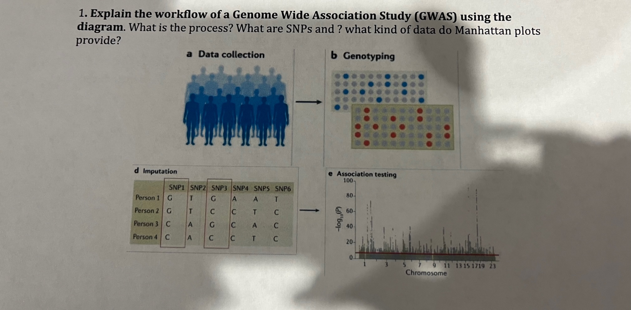 Solved 1. Explain the workflow of a Genome Wide Association | Chegg.com