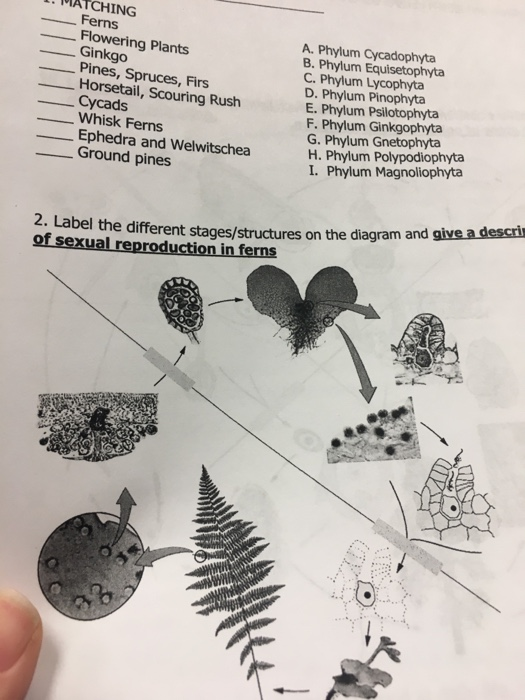 Gnetophyta Diagram