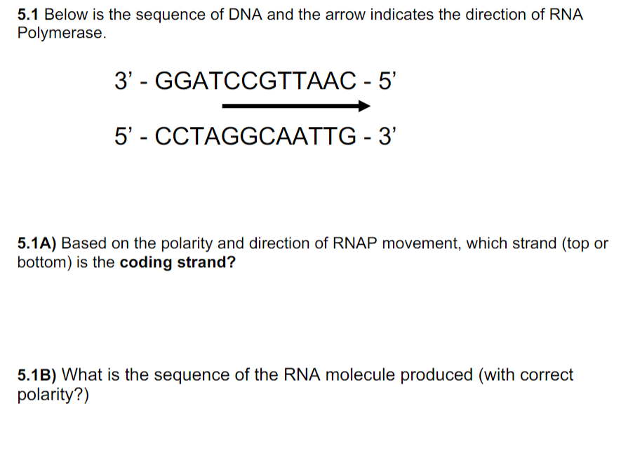 Solved 5.1 Below is the sequence of DNA and the arrow | Chegg.com