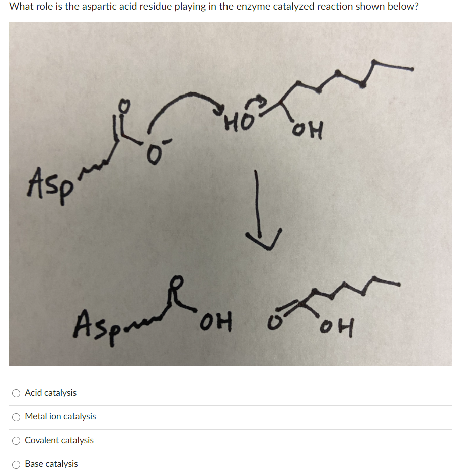 Solved What role is the aspartic acid residue playing in the | Chegg.com