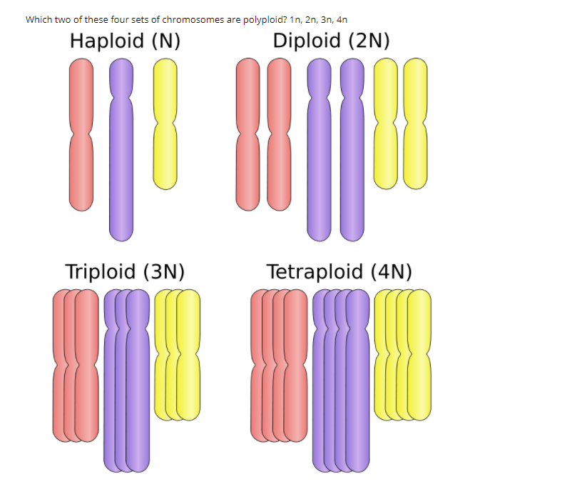 Solved Which two of these four sets of chromosomes are | Chegg.com