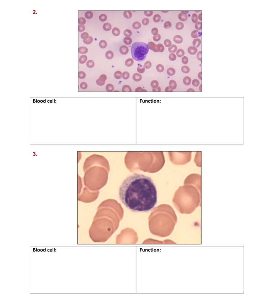 Solved Materials: Blood smear (Illustrations) Instructions: | Chegg.com