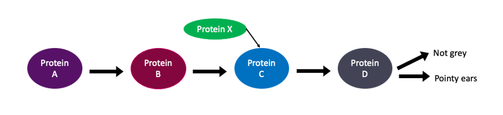 Solved Thought Experiment 4: Substitution mutation in the | Chegg.com