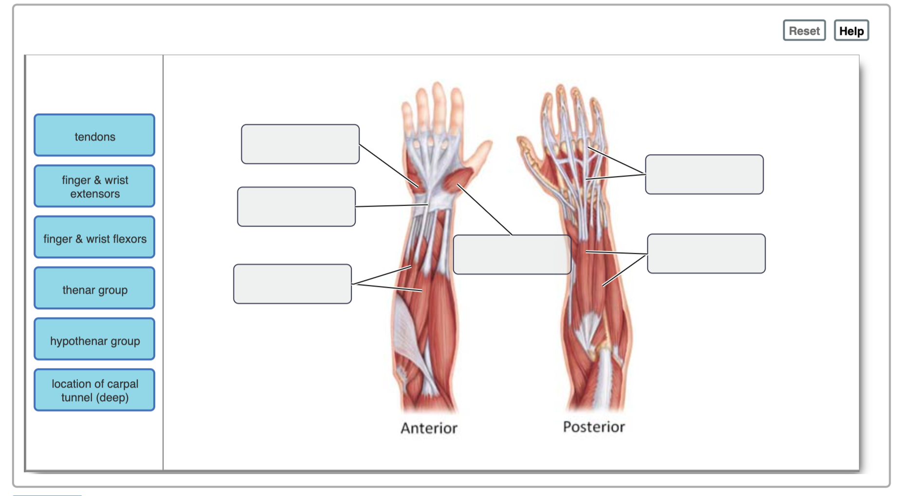 Solved Use the labels provided to label the thenar and | Chegg.com