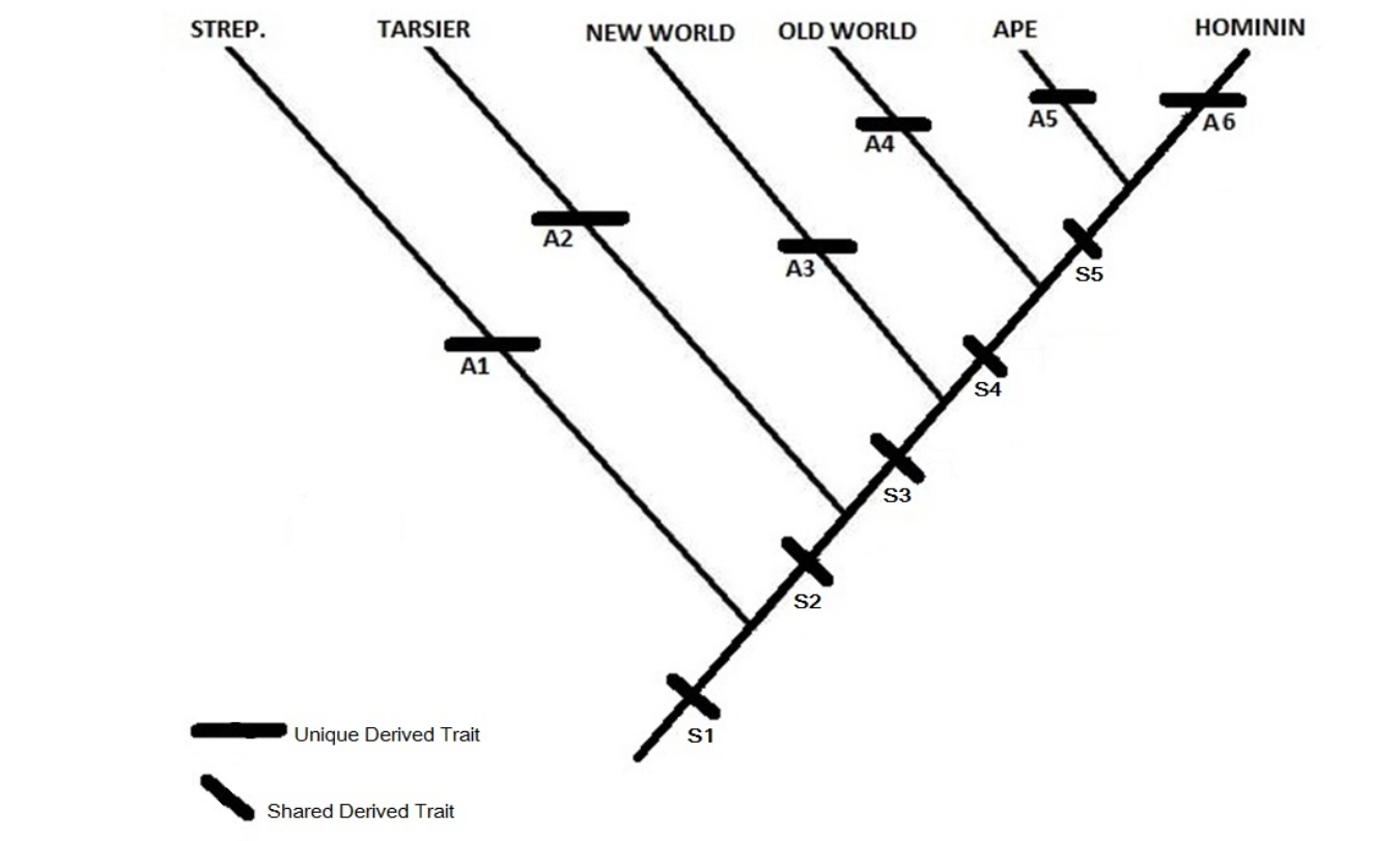 INSTRUCTIONS: 1. On the branches of the phylogenetic | Chegg.com