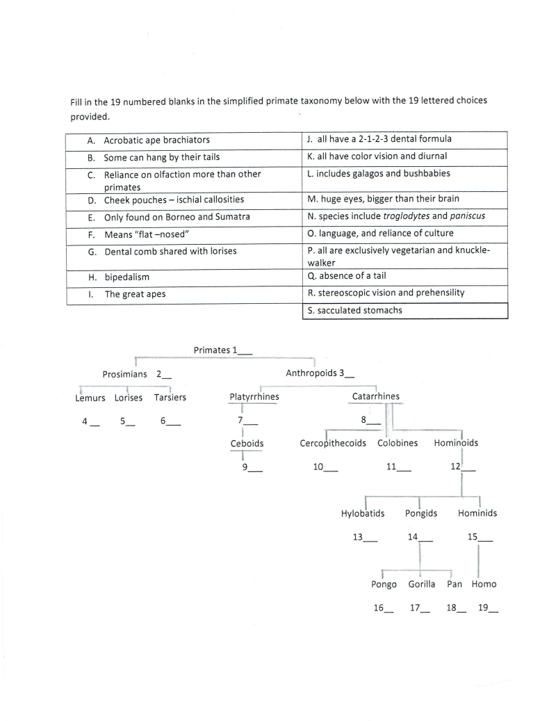 Solved Need some help with this Anthropology study guide. | Chegg.com
