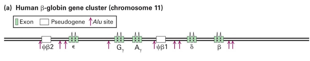 Solved This figure shows the human beta-globin | Chegg.com