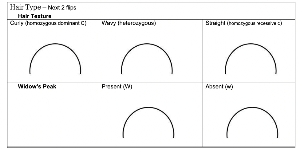 Solved Lab Genetics Let's Make a Baby! Congratulations on | Chegg.com