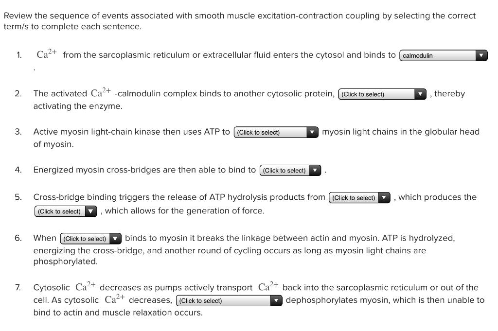 Solved Review the sequence of events associated with smooth | Chegg.com