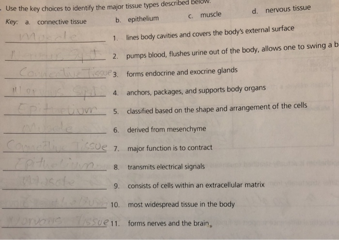 Solved Use the key choices to identify the major tissue | Chegg.com
