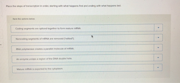 Solved Place the steps of transcription in order, starting | Chegg.com