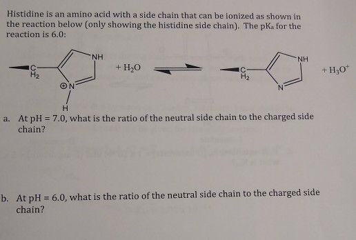Solved Histidine is an amino acid with a side chain that can | Chegg.com