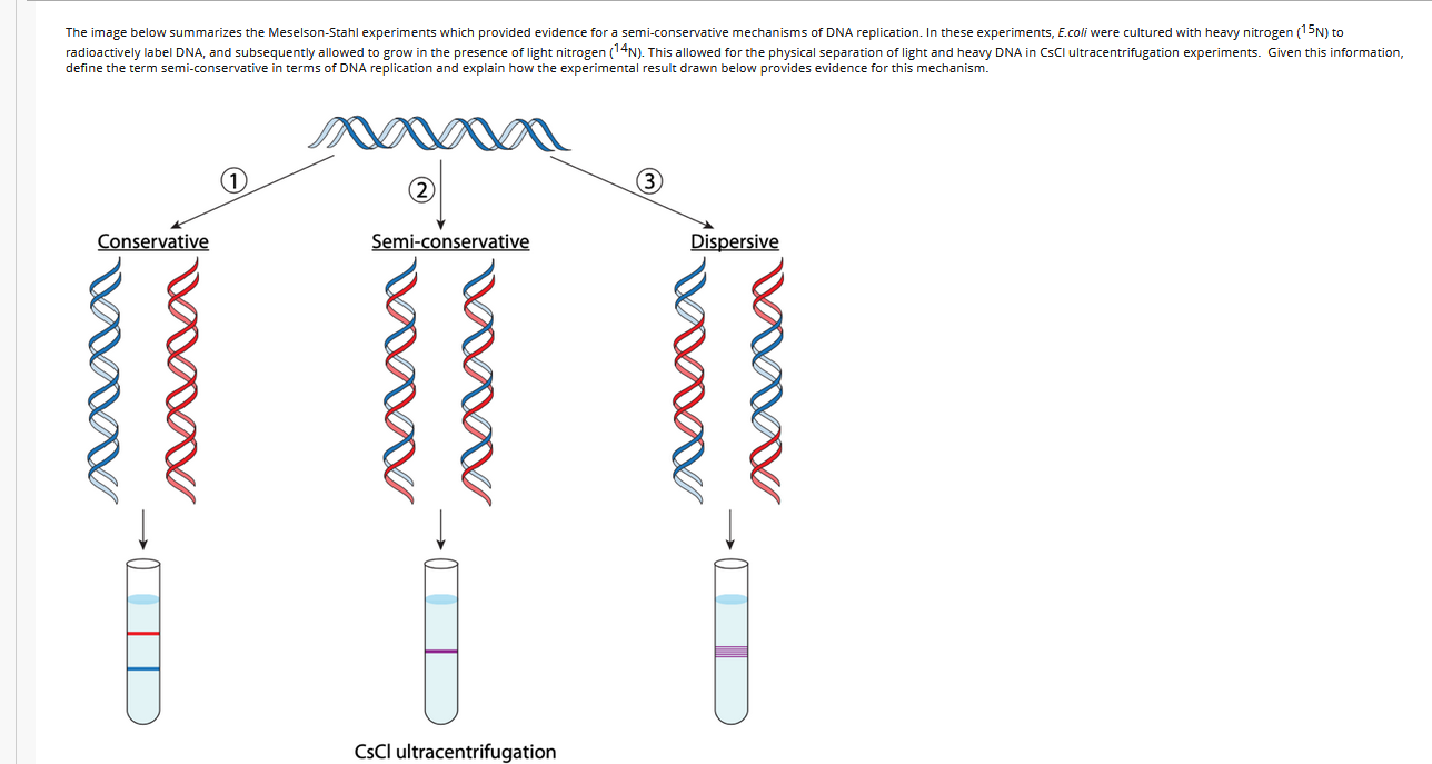 Solved The image below summarizes the Meselson-Stahl | Chegg.com