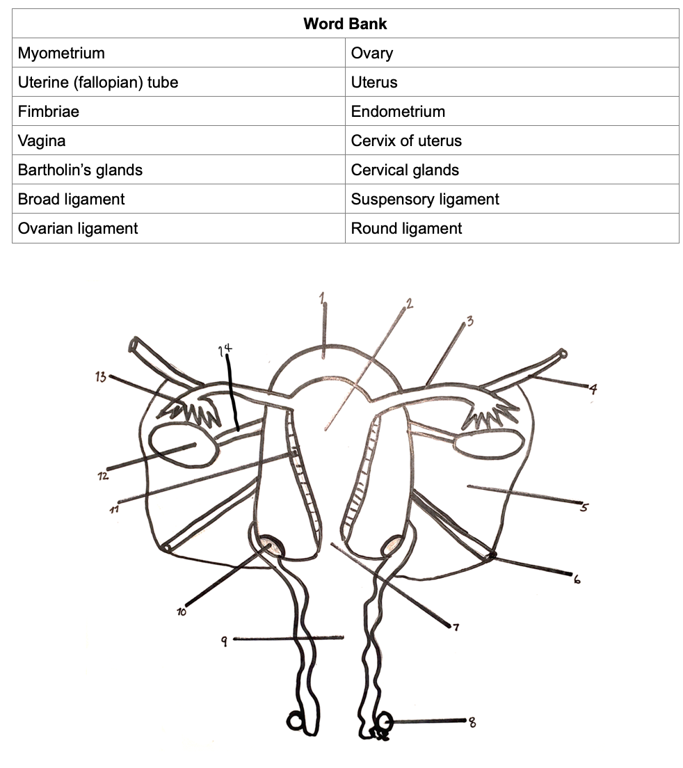Solved Word Bank Uterus Ovary Urinary bladder Uterine | Chegg.com