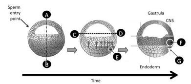 Solved (This is the graph) Gastrula of Xenopus 12) What | Chegg.com