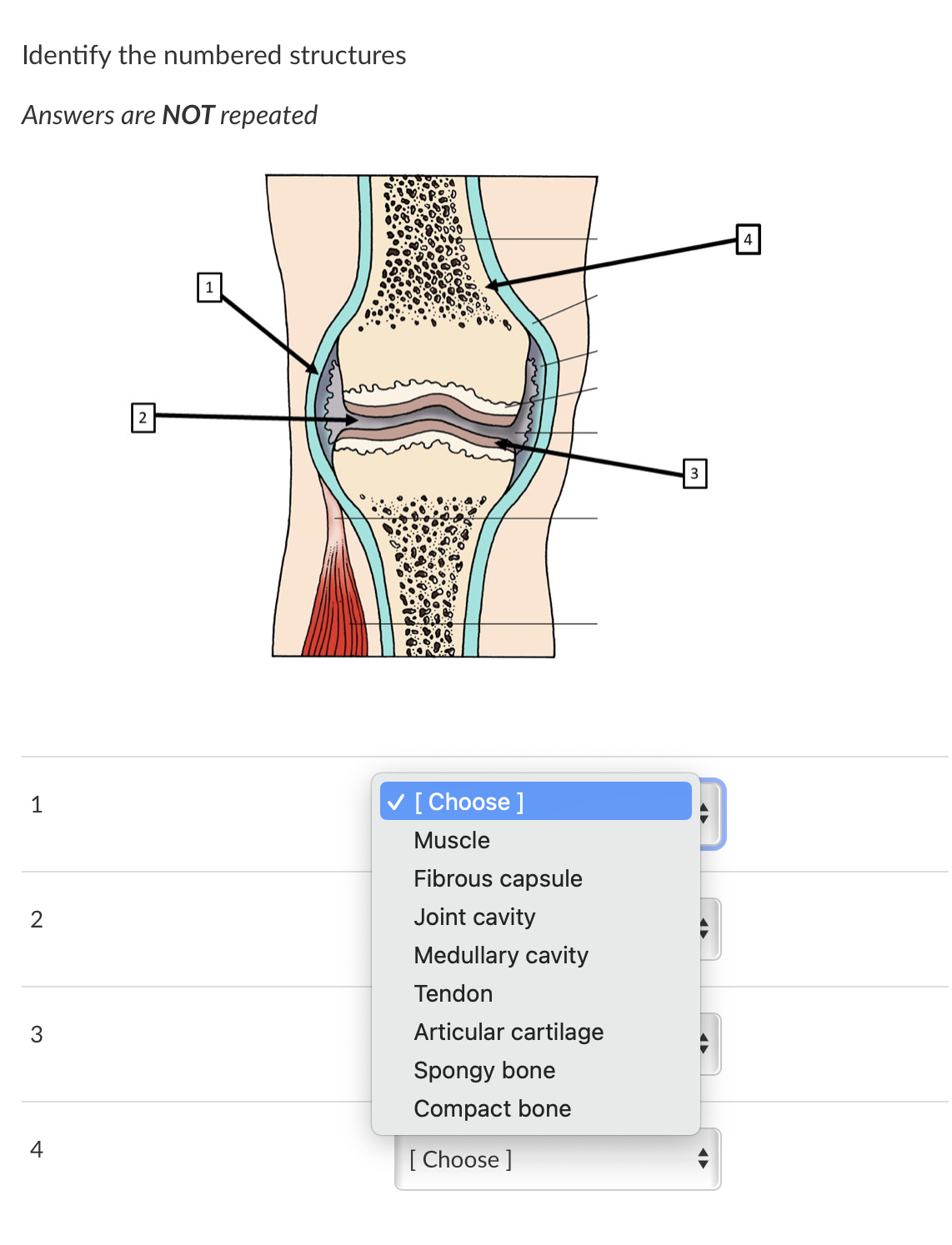 Solved Identify the numbered structures Answers are NOT | Chegg.com