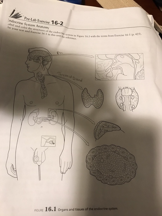 Pre-Lab Exercise 16-2 ndocrine System Anatomy abel | Chegg.com