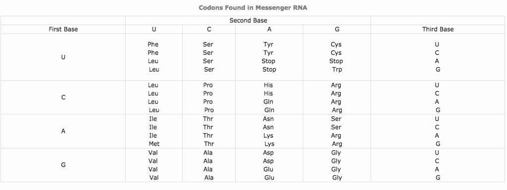 Solved 1. A clover-shaped tRNA molecule has its 3' end | Chegg.com