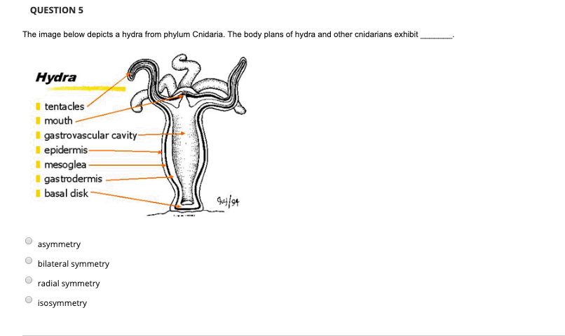 Solved QUESTION5 The image below depicts a hydra from phylum | Chegg.com