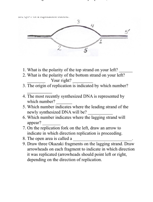 Solved 4 2 5 1. What is the polarity of the top strand on | Chegg.com