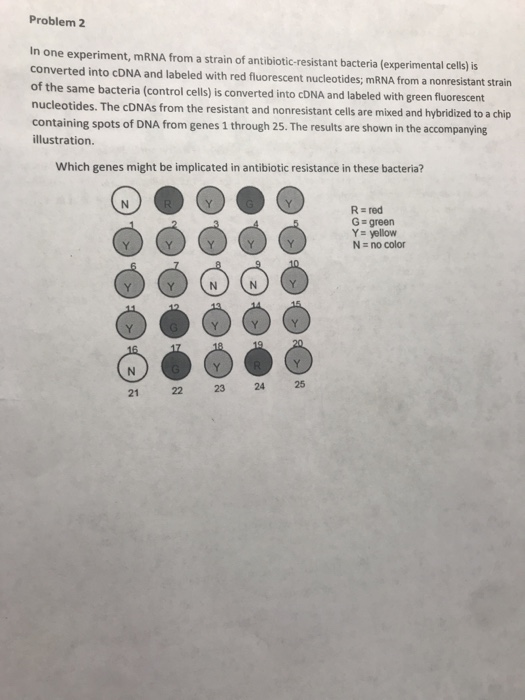 Solved Problem 2 In one experiment, mRNA from a strain of | Chegg.com